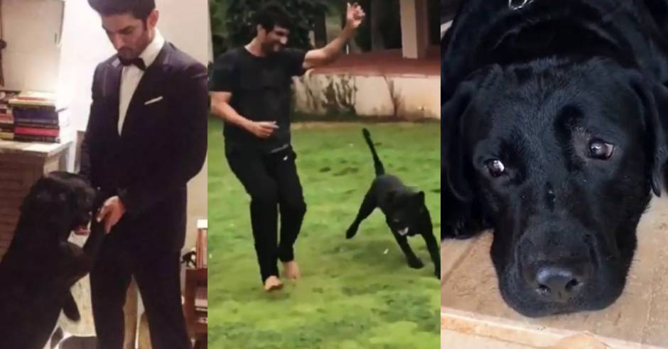 Sushant Singh Rajput labrador pet dog Fudge is not dead
